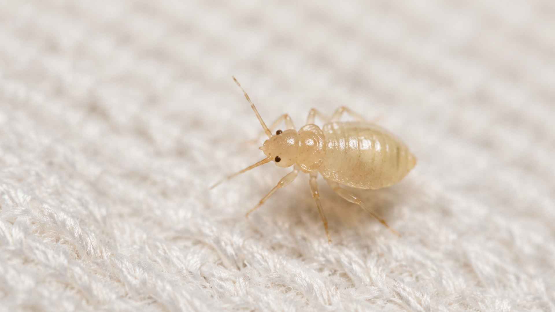 How to Identify Baby Bed Bugs and Stop Them Early